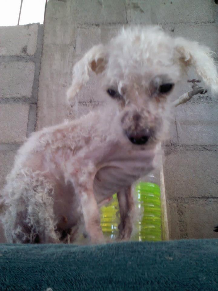 Globe Dater: Baja Dogs Go North and Baja Dog Rescue